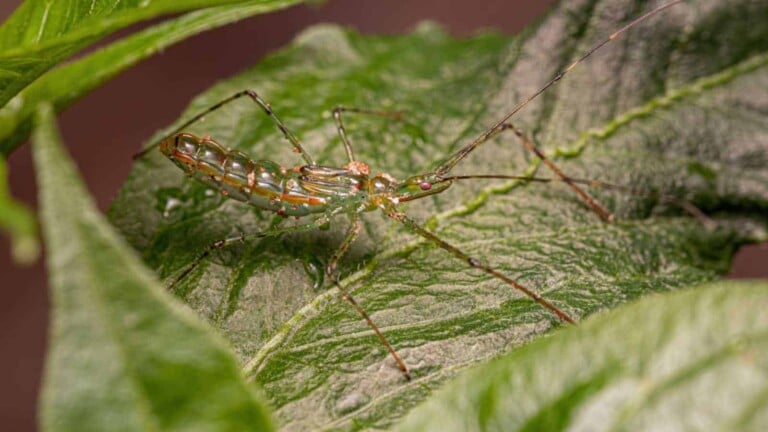 Assassin Bug: What Are They and How to Get Rid of Them
