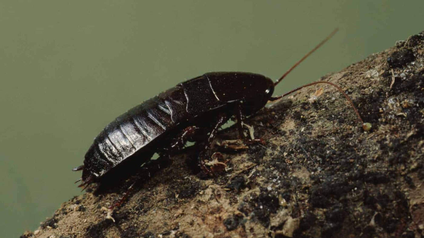 Oriental Cockroach - Identify, Prevent, and Get Rid of Them