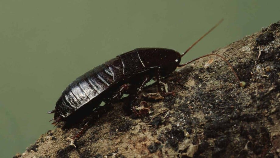 Oriental Cockroach - Identify, Prevent, and Get Rid of Them