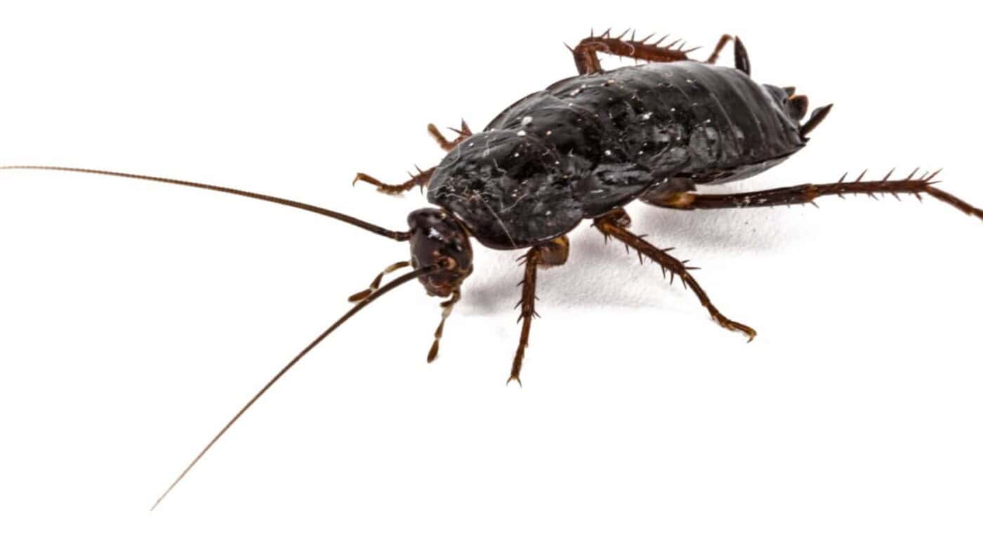 Oriental Cockroach - Identify, Prevent, and Get Rid of Them