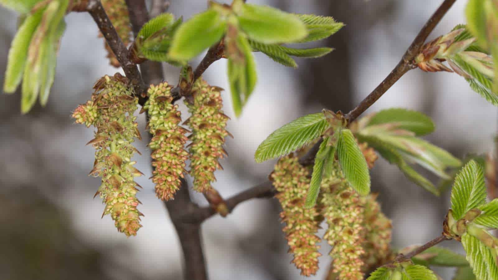 How to Grow and Care for a Hornbeam Tree