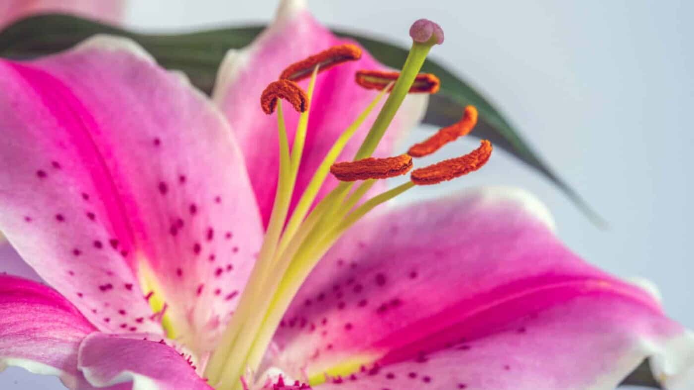 How to Grow and Care for 'Stargazer Lily' (Complete Guide)