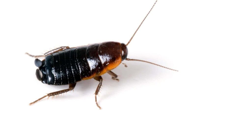 Oriental Cockroach - Identify, Prevent, and Get Rid of Them