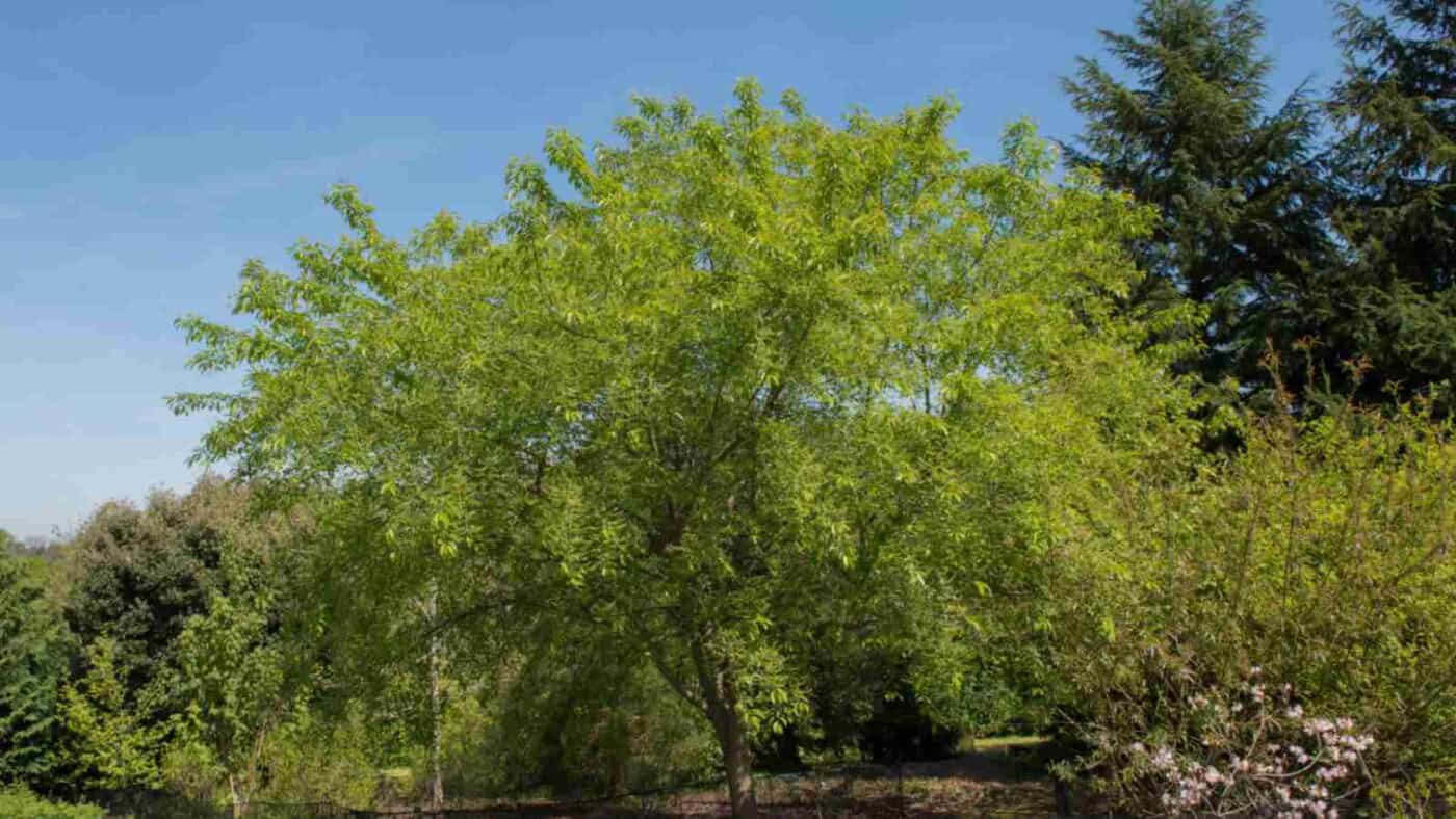 Black Cherry Tree (Prunus serotina): Growing and Care Guide