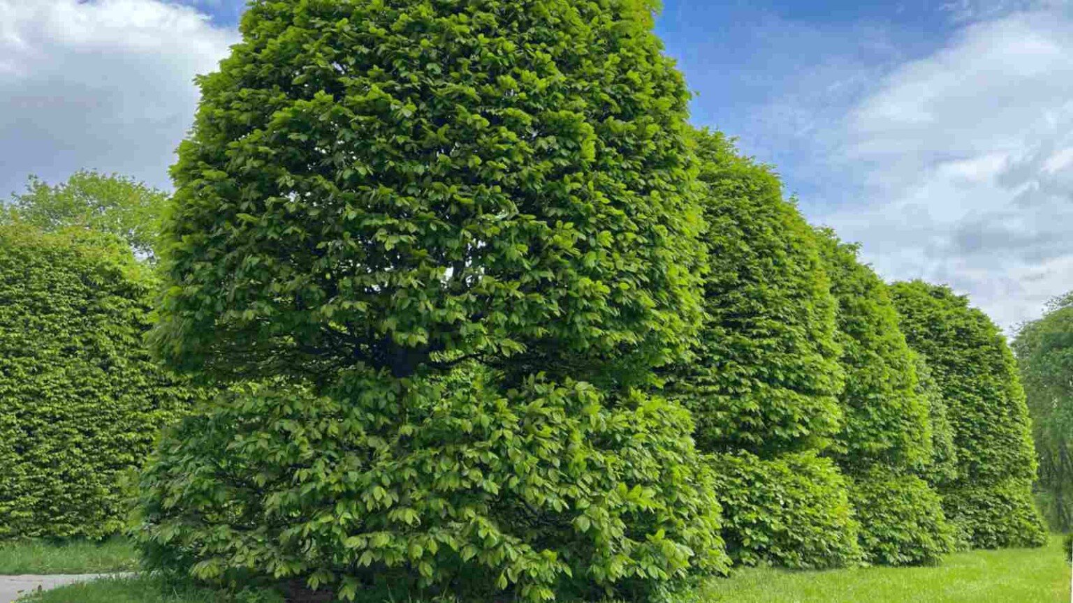 How to Grow and Care for a Hornbeam Tree