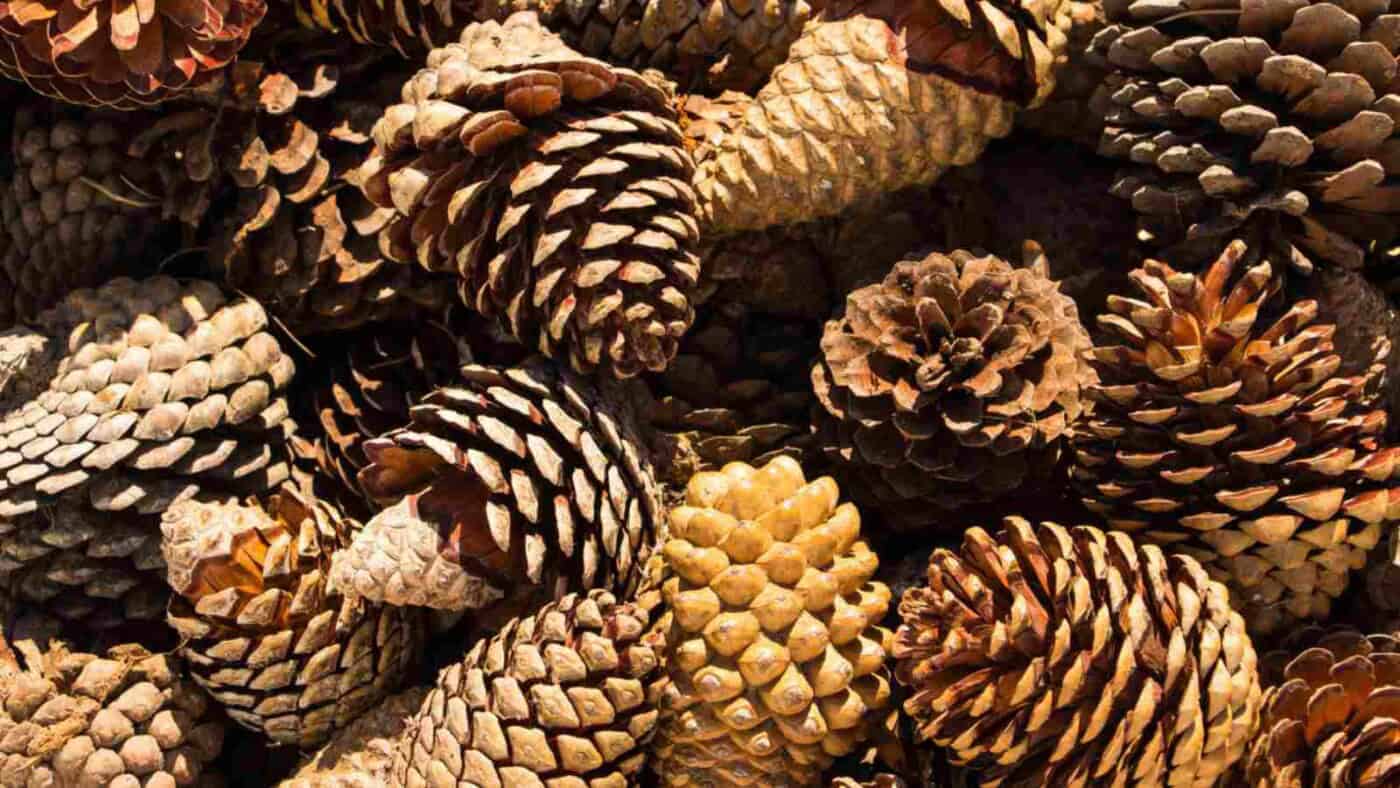 The Fascinating World of Pine Cones: Nature's Little Wonders
