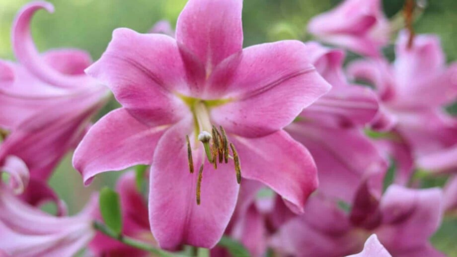How to Grow and Care for 'Stargazer Lily' (Complete Guide)