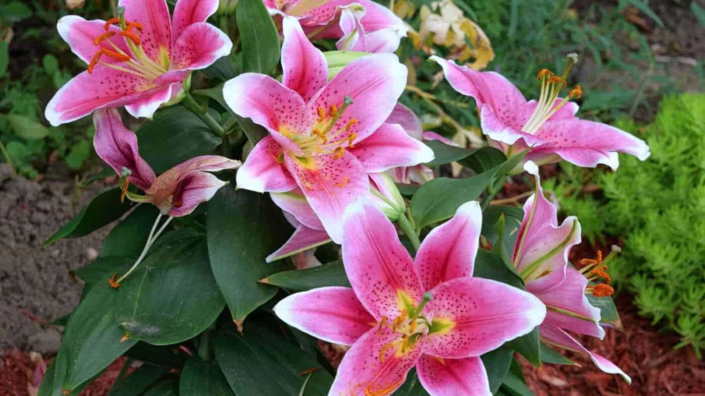 How to Grow and Care for 'Stargazer Lily' (Complete Guide)