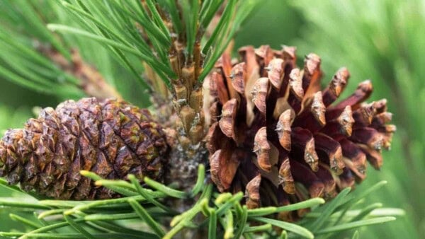 The Fascinating World of Pine Cones: Nature's Little Wonders