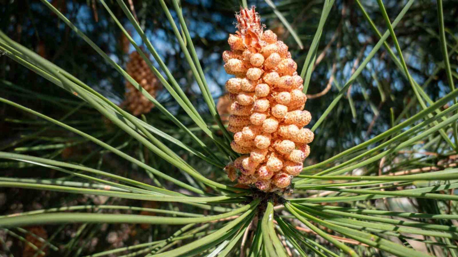 The Fascinating World of Pine Cones: Nature's Little Wonders
