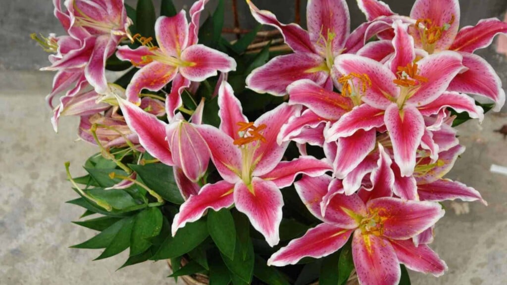How to Grow and Care for 'Stargazer Lily' (Complete Guide)