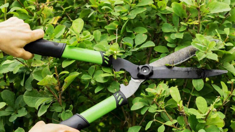 How to Grow and Care For Barberry Bush (Complete Guide)