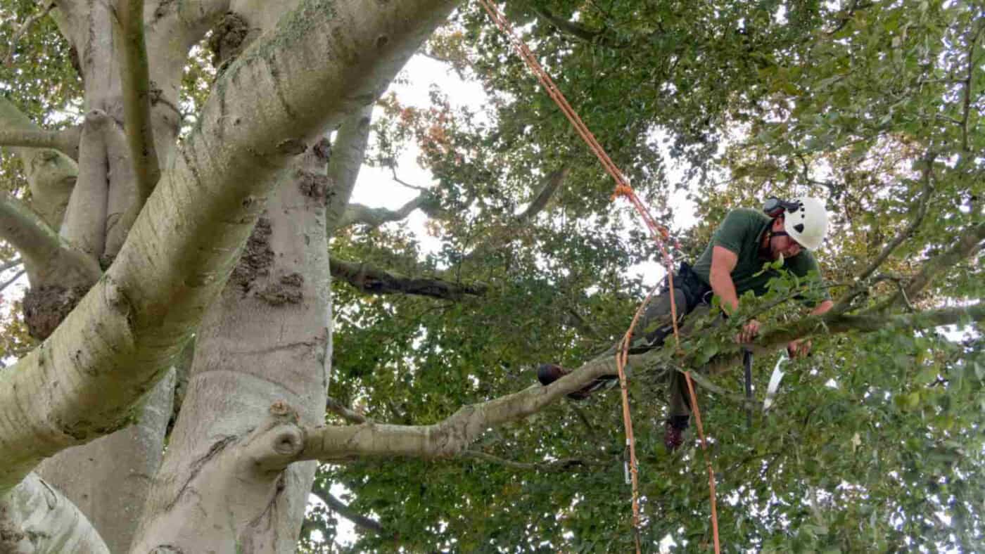 Beech Tree: Description, Types, and Care Tips