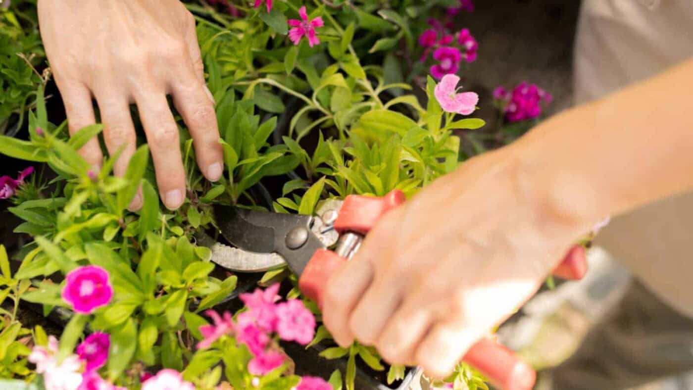 How to Grow and Care for Carnation (Complete Guide)