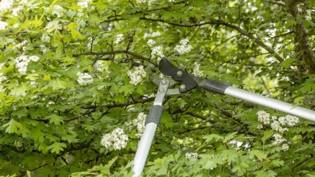 How to Grow and Care for a Hawthorn Tree (Complete Guide)