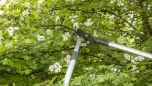 How to Grow and Care for a Hawthorn Tree (Complete Guide)