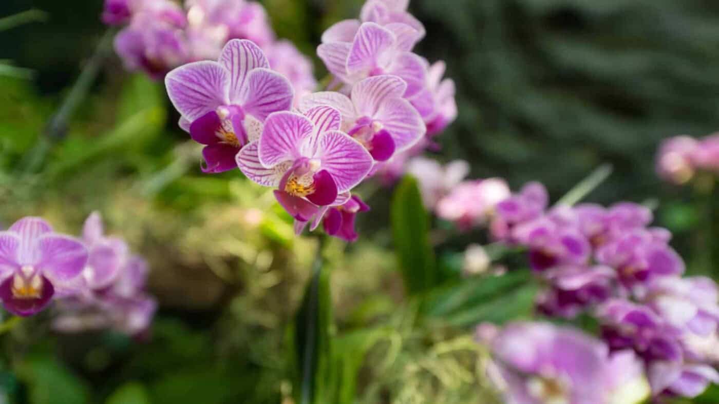 Explore Photos of Tropical Rainforest Plants: Types & Adaptations