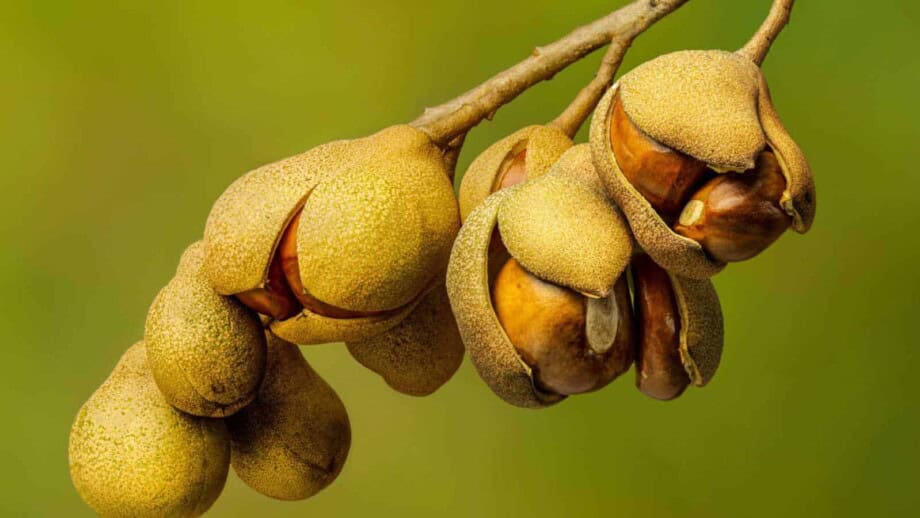 Buckeye Tree: Description, Types, Care, and Uses