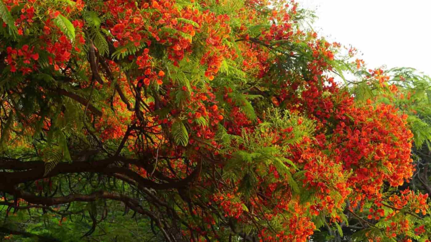 23 Best Fast-Growing Trees For Your Yard (Complete Guide)