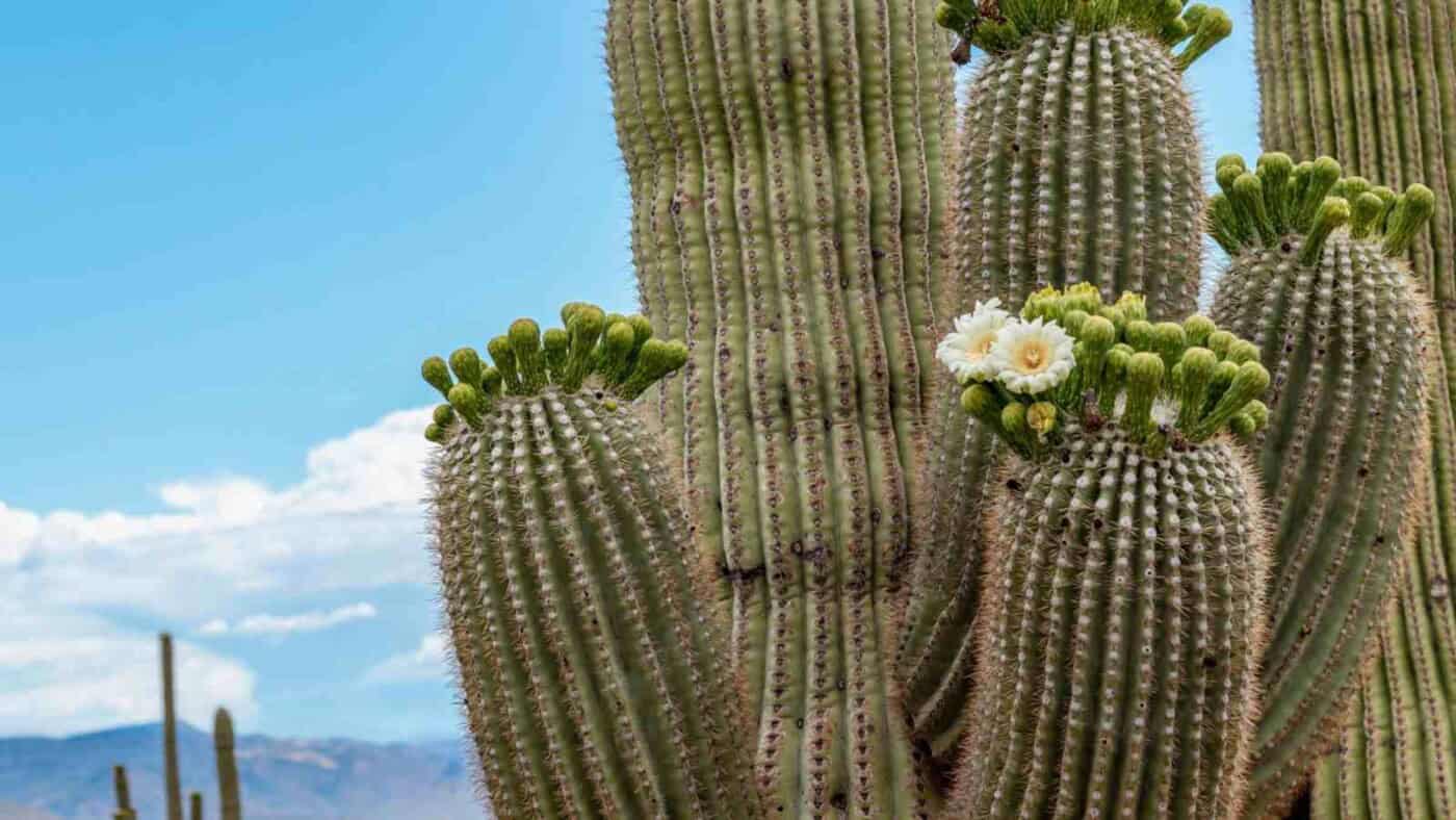 33 Best Popular Types of Cactus You Can Grow at Home