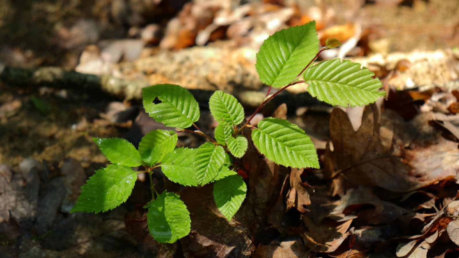 How to Grow and Care for a Hornbeam Tree