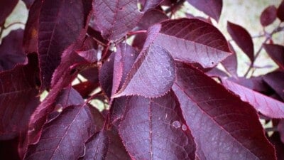 Black Cherry Tree (Prunus serotina): Growing and Care Guide