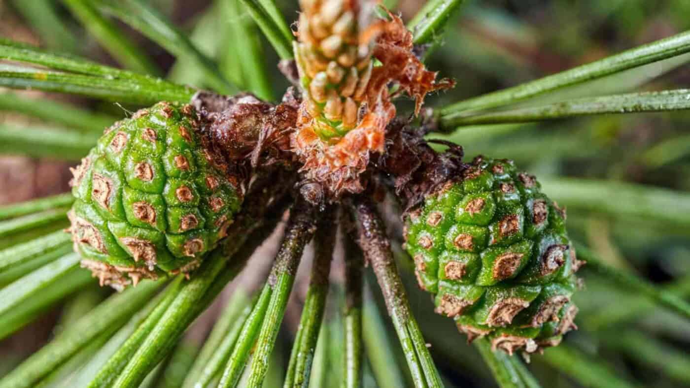 The Fascinating World of Pine Cones: Nature's Little Wonders