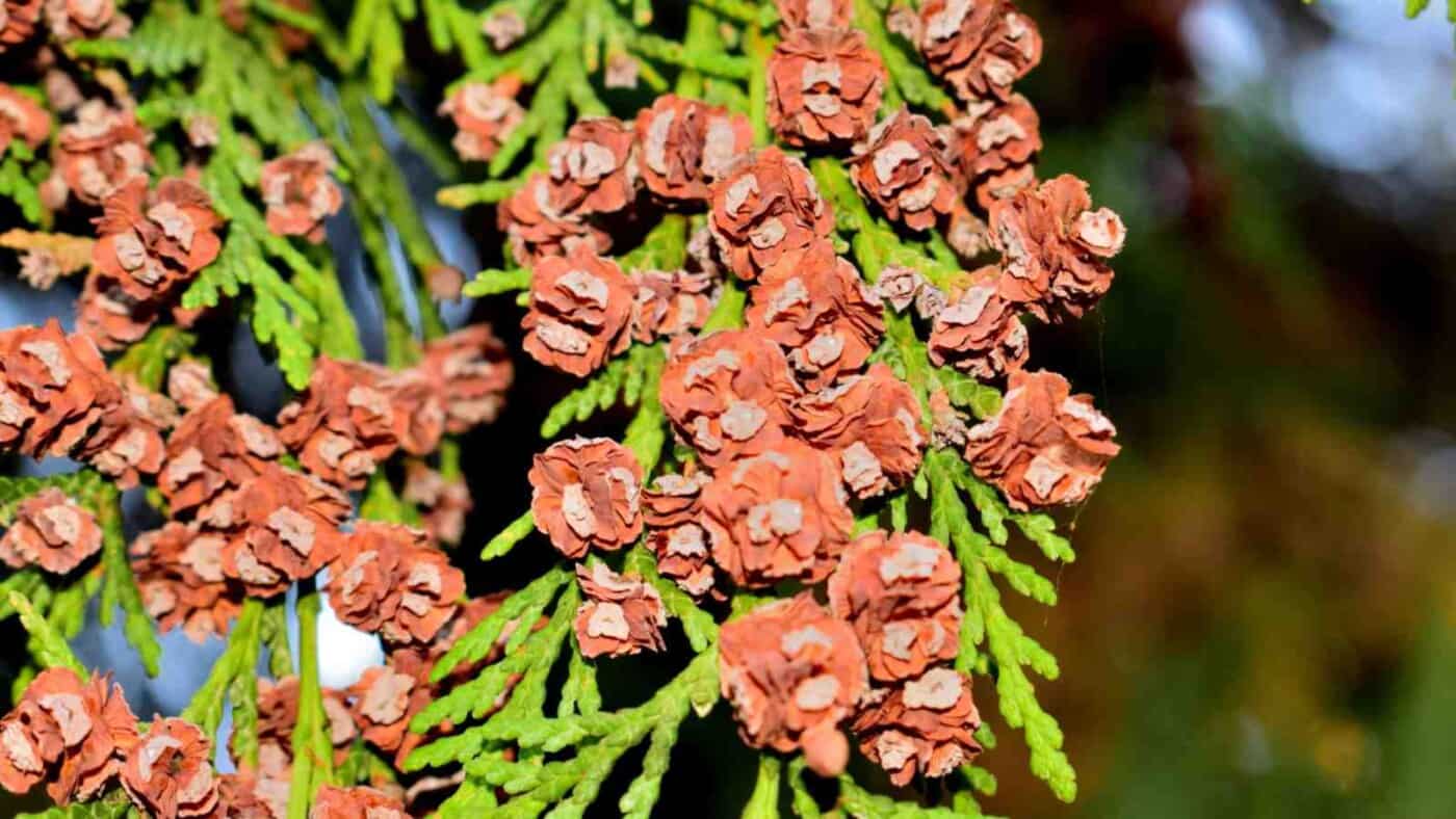 The Fascinating World of Pine Cones: Nature's Little Wonders