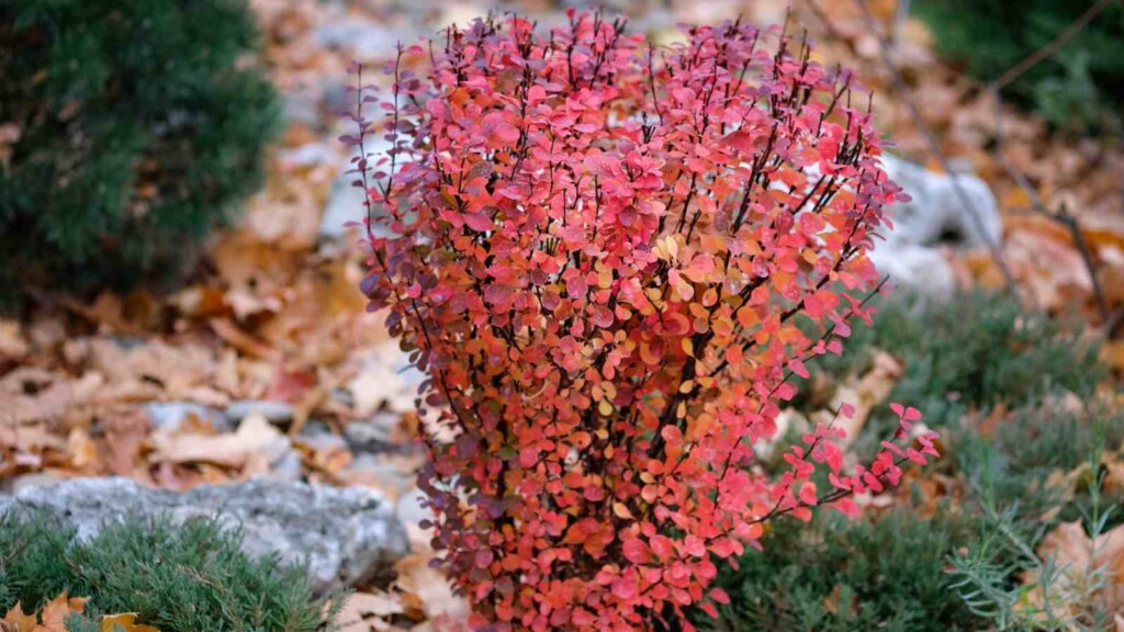 How to Grow and Care For Barberry Bush (Complete Guide)