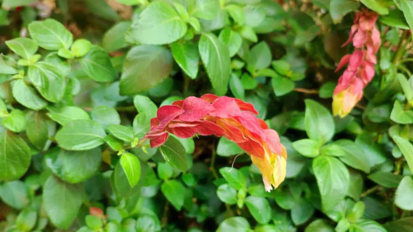 How to Grow and Care for a Shrimp Plant (Complete Guide)