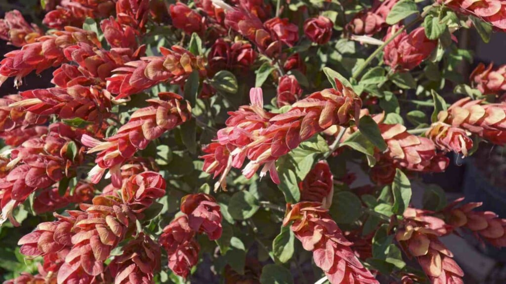 How to Grow and Care for a Shrimp Plant (Complete Guide)
