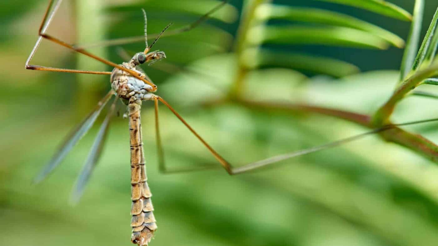 What are Mosquito Hawks or Crane Flies? Are They Dangerous?