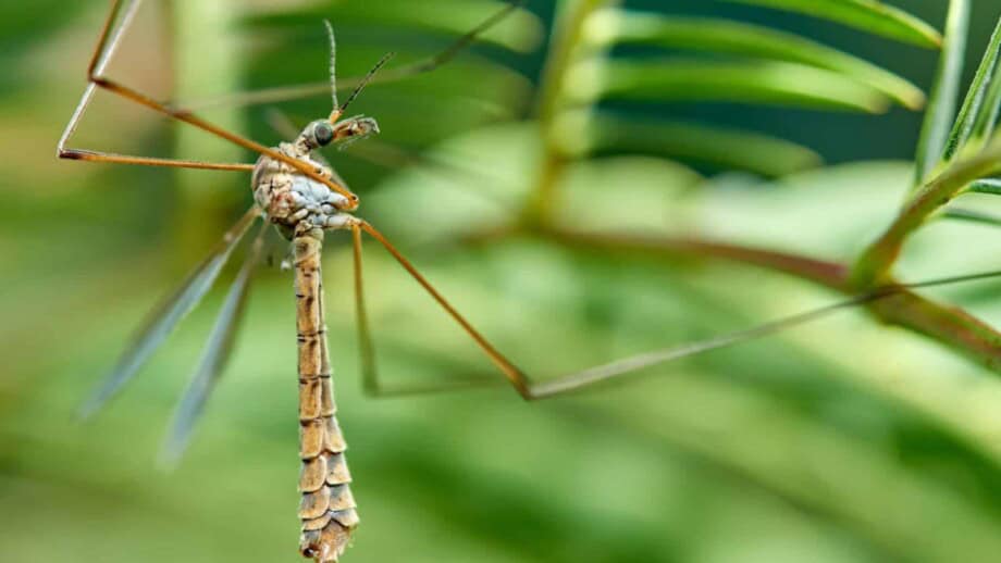 What are Mosquito Hawks or Crane Flies? Are They Dangerous?