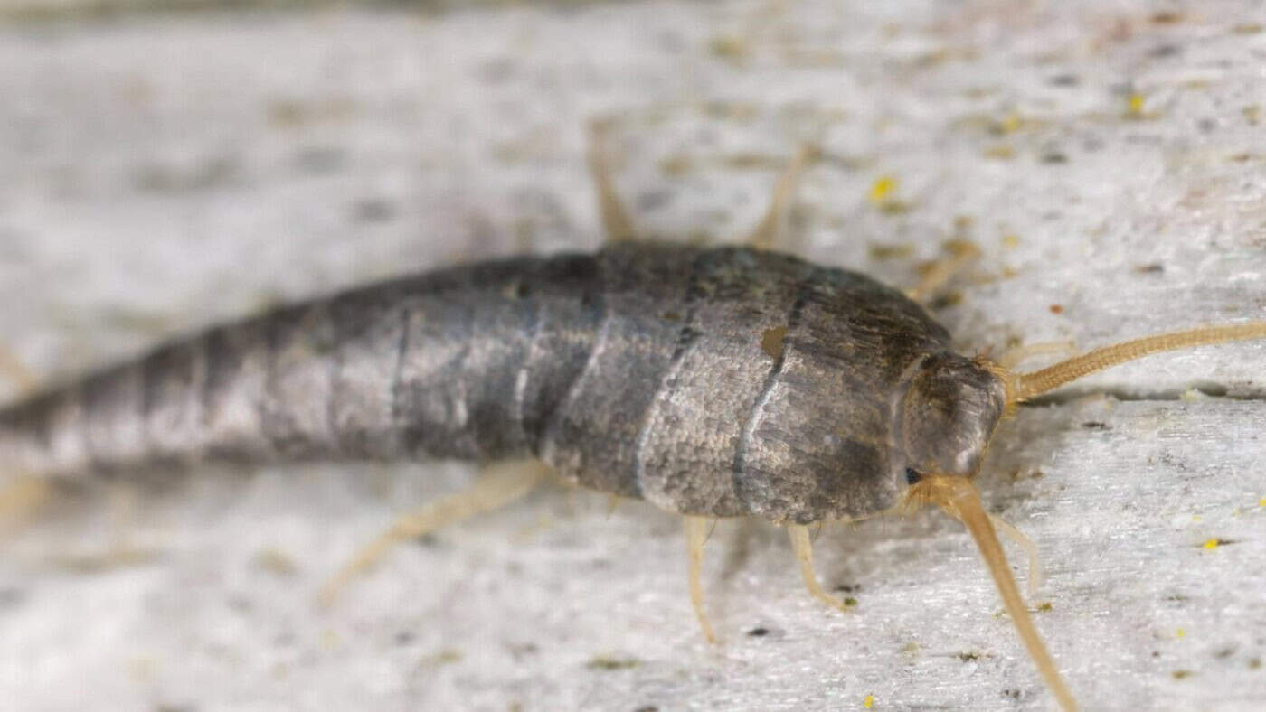 Silverfish Bug: What Are They and How To Get Rid of Them? | Planet Natural