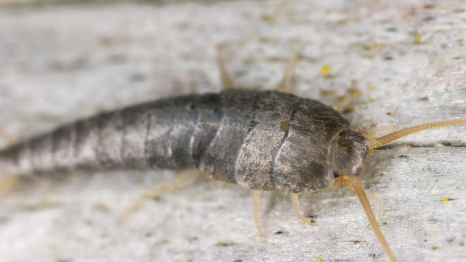 Silverfish Bug: What Are They and How To Get Rid of Them? | Planet Natural