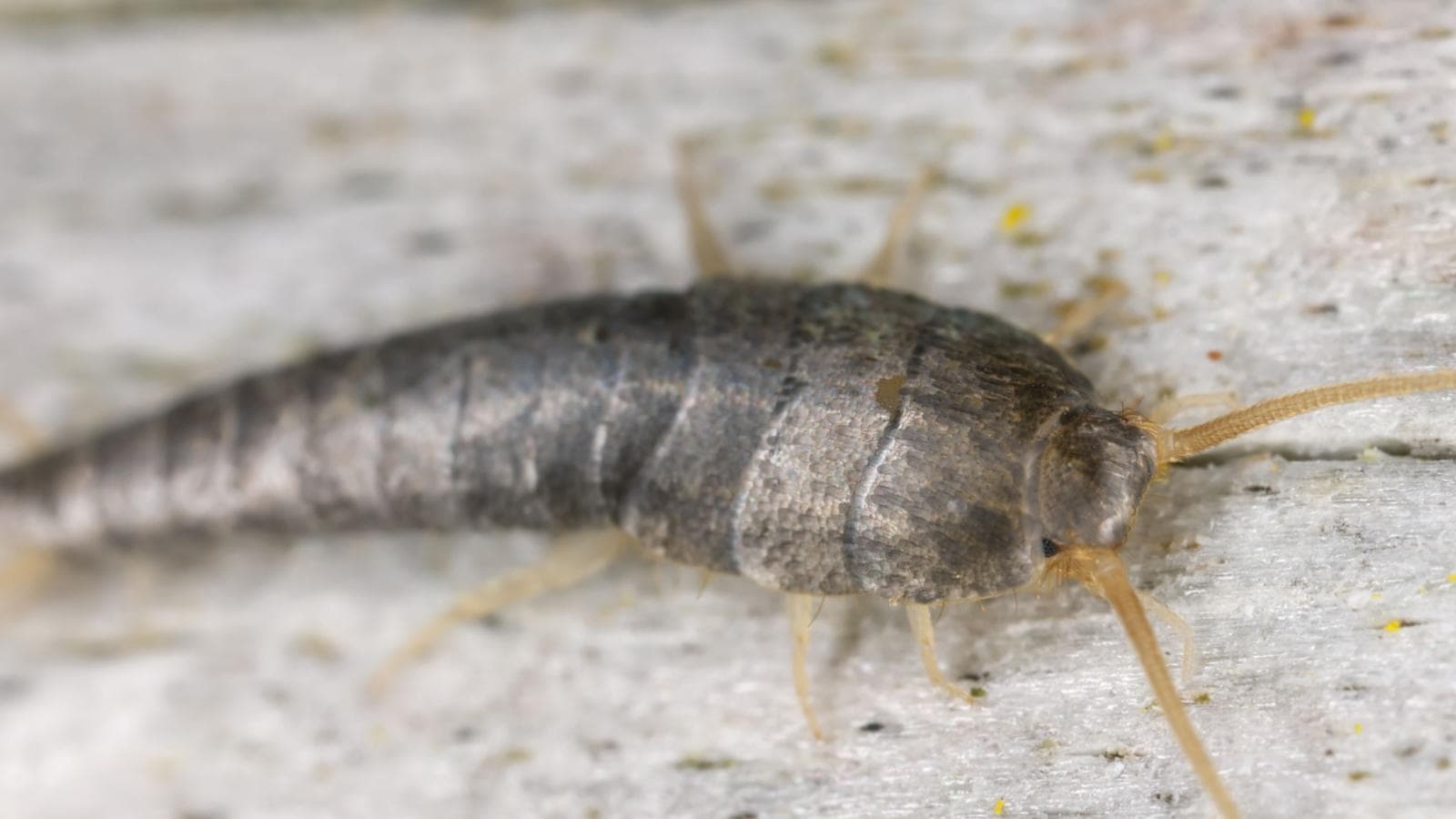 Silverfish Bug: What Are They and How To Get Rid of Them? | Planet Natural