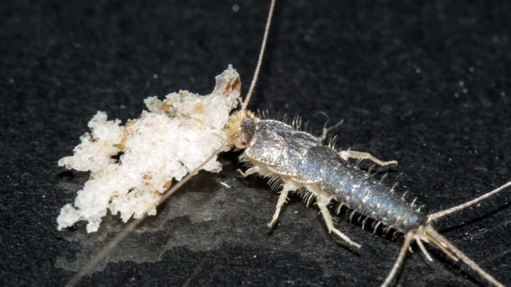 Silverfish Bug: What Are They and How To Get Rid of Them? | Planet Natural