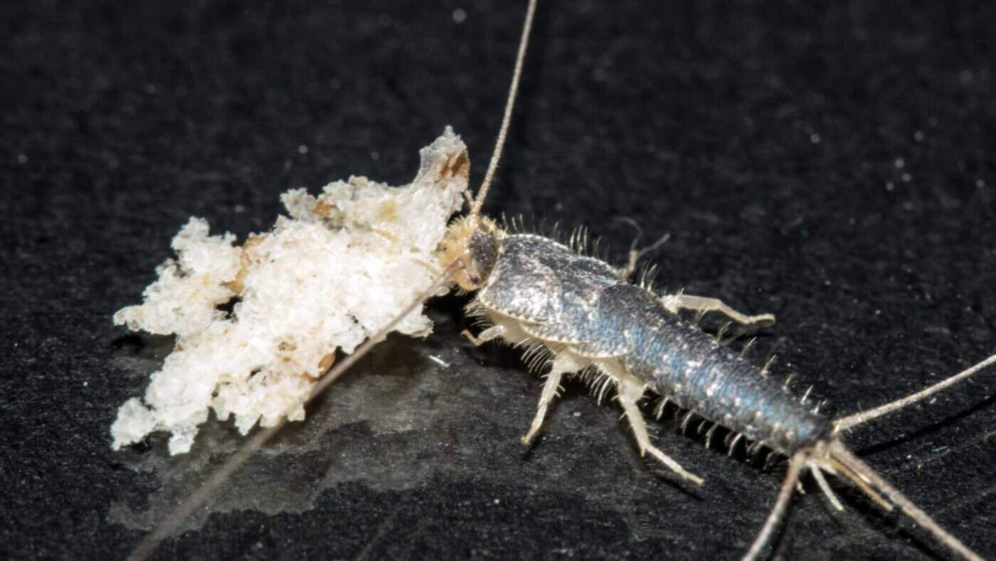 Silverfish Bug: What Are They and How To Get Rid of Them? | Planet Natural