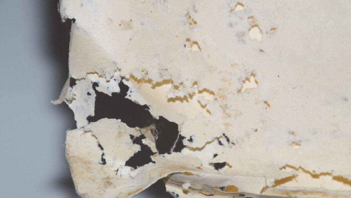 Silverfish Bug: What Are They and How To Get Rid of Them? | Planet Natural