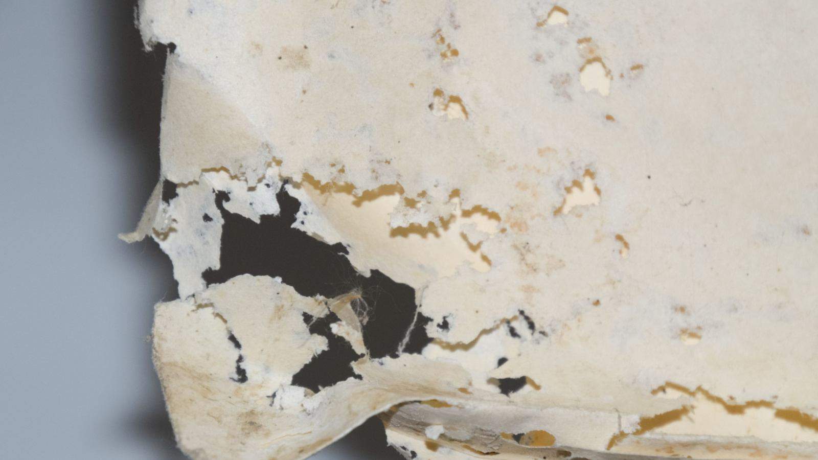 Silverfish Bug: What Are They and How To Get Rid of Them? | Planet Natural