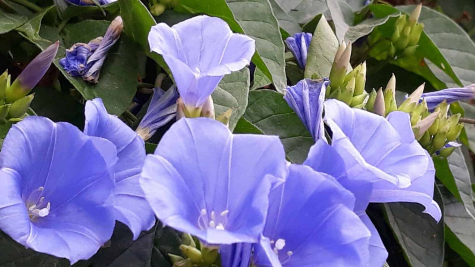 Nature's Elegance: 13 Blue-Flowered Plants that Wow