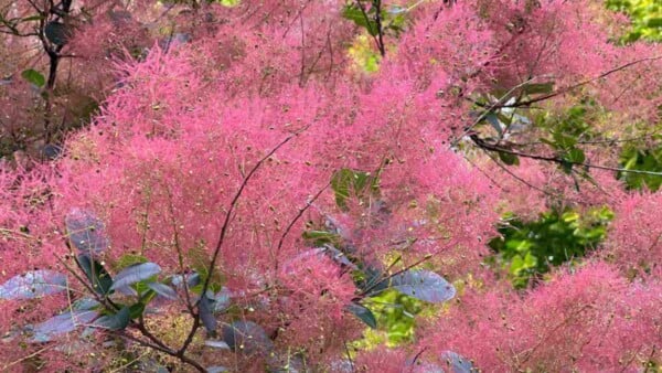 How to Grow and Care for a Smoke Tree (Complete Guide)