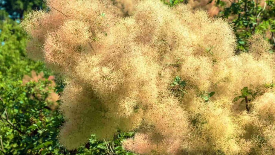 How to Grow and Care for a Smoke Tree (Complete Guide)