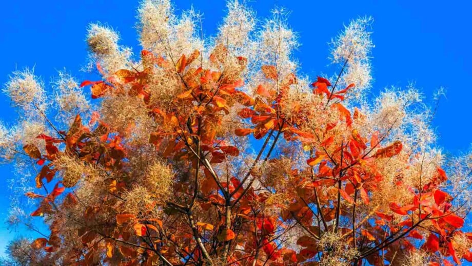 How to Grow and Care for a Smoke Tree (Complete Guide)