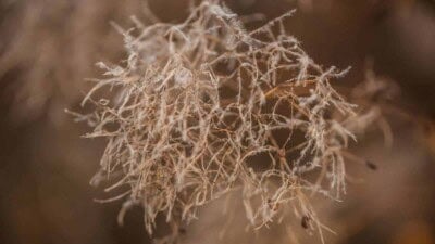 How to Grow and Care for a Smoke Tree (Complete Guide)