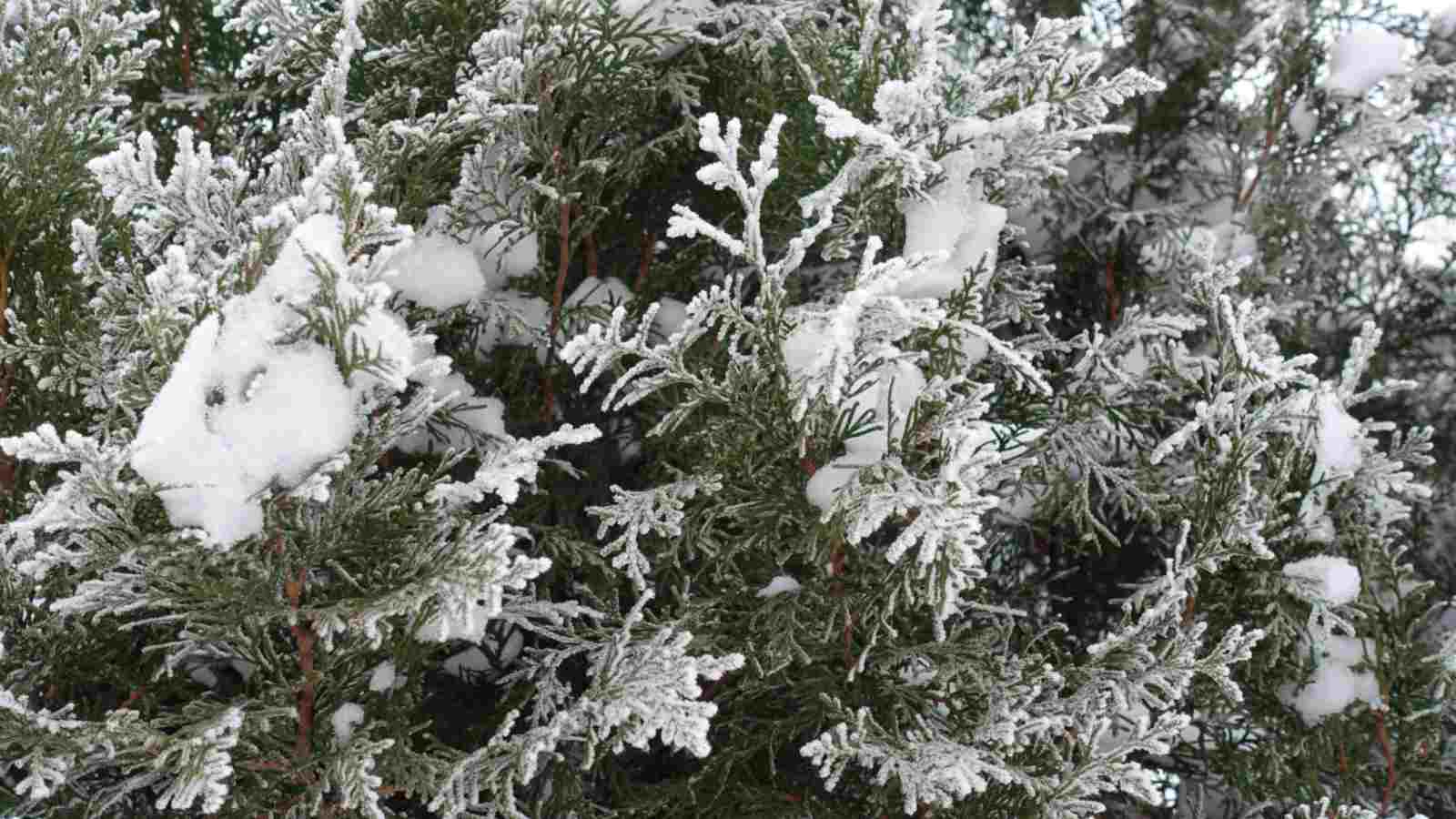 How to Plant, Grow, and Care for Arborvitae Trees Properly