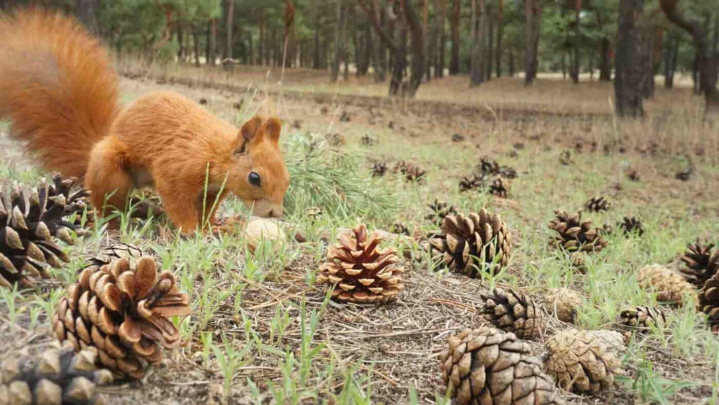 The Fascinating World of Pine Cones: Nature's Little Wonders