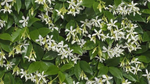 How to Grow and Care for Star Jasmine (Complete Guide)