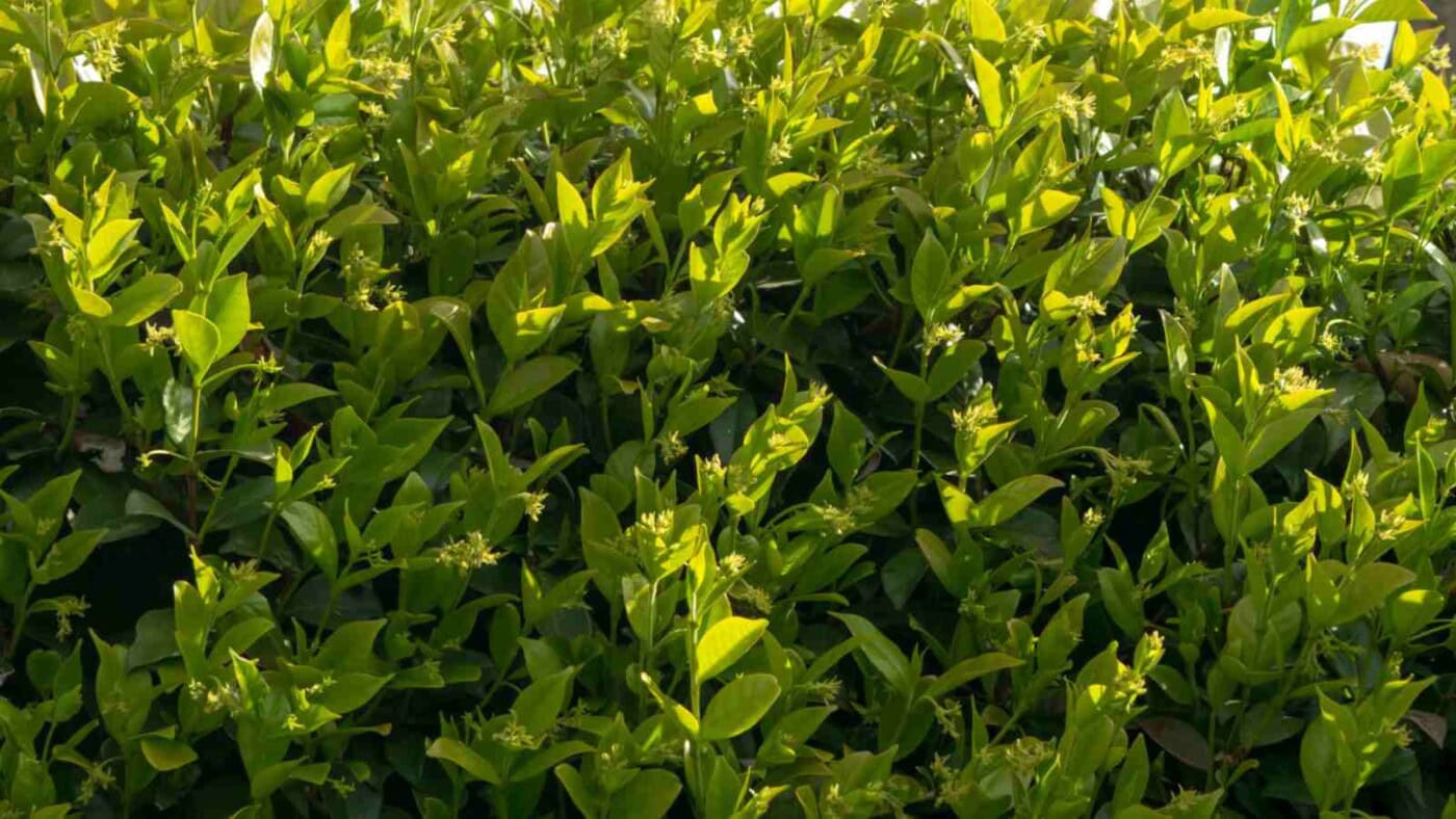 How to Grow and Care for Star Jasmine (Complete Guide)