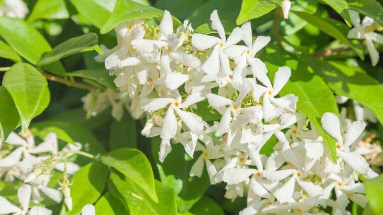 How to Grow and Care for Star Jasmine (Complete Guide)